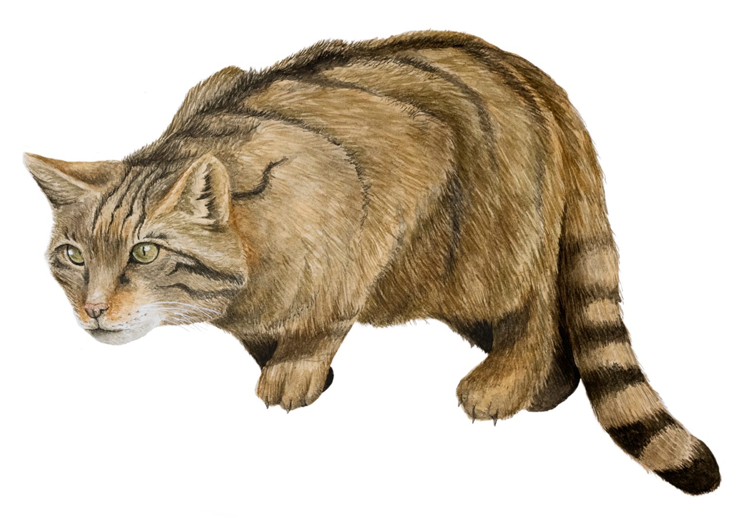 Projecte educatiu: El gat fer, el felí dels nostres boscos | Grup Felis ICHN